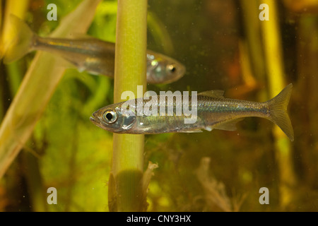moderlieschen, belica, sunbleak (Leucaspius delineatus), female, side ...