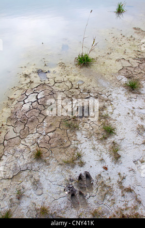 Animal tracks leading to a run dry water hole with Acacia trees ...