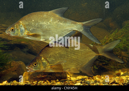 common bream, freshwater bream, carp bream, fishing, angling, Junge ...