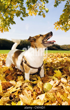 Jack russell terrier dog trainings outdoors in city park zone dog ...