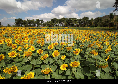 Sunflower field in South India Stock Photo - Alamy