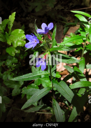 purple gromwell (Lithospermum purpureocaeruleum, Buglossoides ...