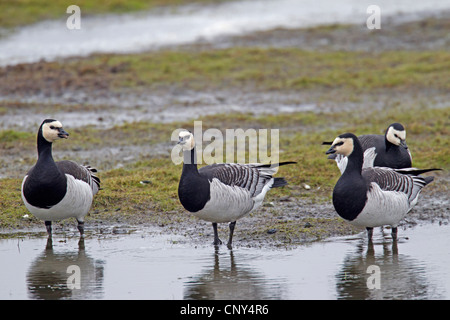 Four barnacle goose in shallow water on the shores of arctic sea near ...