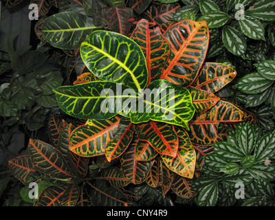 Croton Plant, Codiaeum variegatum var pictum 'Golden Bell ...