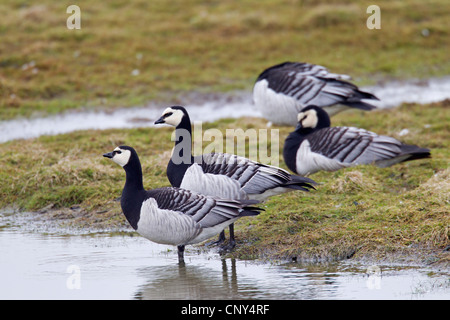 Four barnacle goose in shallow water on the shores of arctic sea near ...