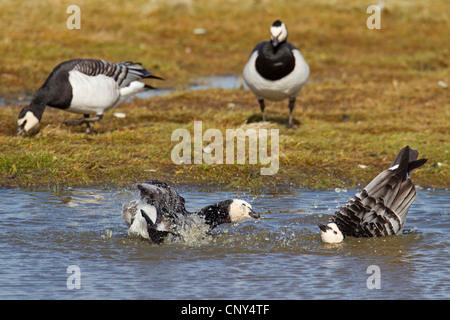 Four barnacle goose in shallow water on the shores of arctic sea near ...