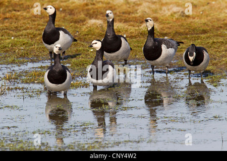 Barnacle geese in shallow water on the rocky shores of arctic sea near ...
