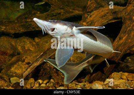 sterlet, Siberian sterlet (Acipenser ruthenus), underside Stock Photo ...