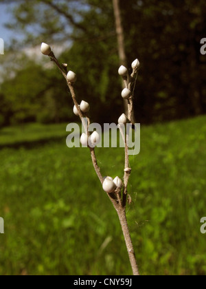 Common Gromwell (lithospermum officinale) with its fruits. Used as a ...
