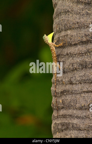 Flying Dragons (Draco Stock Photo - Alamy