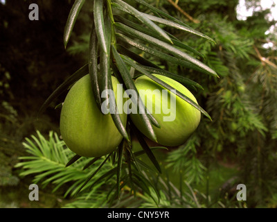 California Nutmeg Tree Torreya californica habit whole tree Stock Photo ...