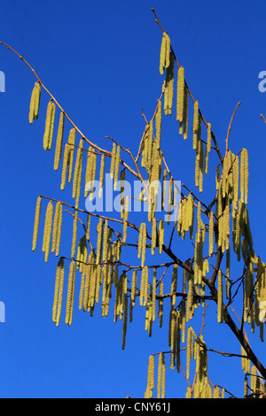 Hazel (Corylus avellana), male flower, a histological cross-section ...