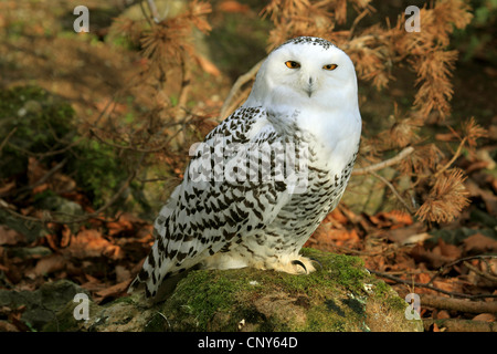 Snowy Owl (Strix scandiaca, Nyctea scandiaca, Bubo scandiacus), male at ...