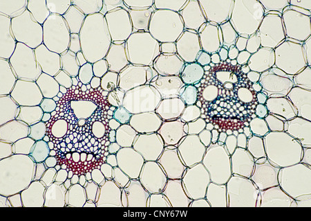 Zea stem, maize stem, cross section, 20X light micrograph. Stem of the ...