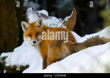 Red fox (Vulpes vulpes), Switzerland Stock Photo - Alamy