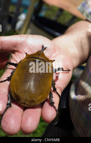 Rhinoceros elephant beetle, Megasoma elephas, big insect from rain ...