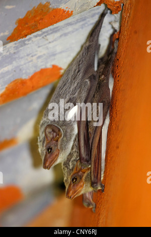 Mauritian Tomb Bat Taphozous mauritianus adult roosting in dry ...