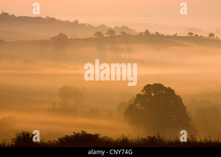 Mist shrouded autumn countryside at dawn, near Spreyton, Devon, England ...