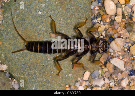 perlid stonefly (Dinocras cf. cephalotes), larva of creek gravel ...