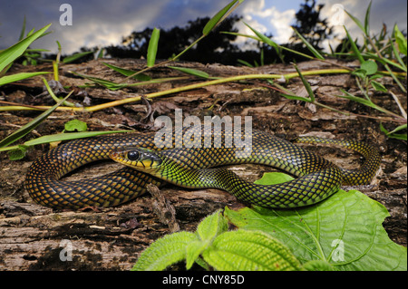 speckled racer (Drymobius margaritiferus margaritiferus), lying on the ...