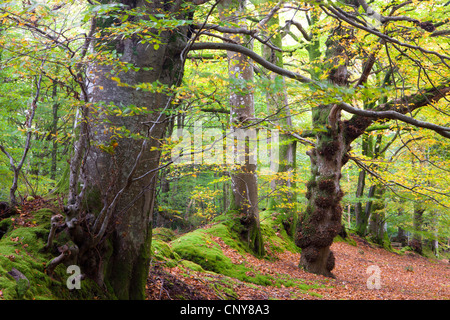 Horner Wood. Exmoor National Park. Somerset. England. UK Stock Photo ...
