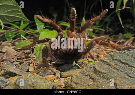 bird spider, Honduras, Roatan Stock Photo - Alamy