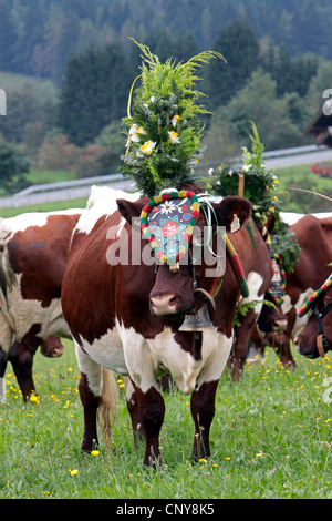 cow, customs, almabtrieb, cows, custom, almabtriebs Stock Photo - Alamy
