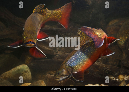 brook trout, brook char, brook charr (Salvelinus fontinalis), typical ...