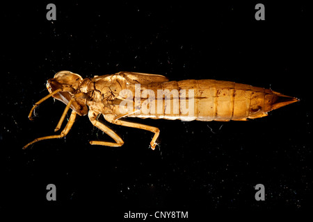 Emperor Dragonfly, Anax imperator. Nymph catching a mosquito larva ...