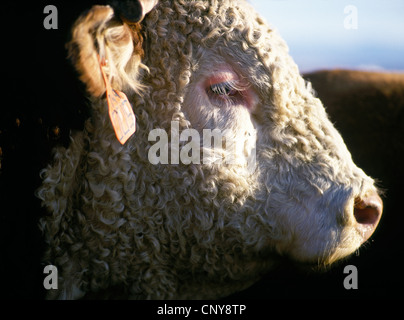 Cow with curly hair on head lying on field with heather flowers.Close ...