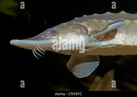 Atlantic sturgeon (Acipenser oxyrhynchus), portrait fish from below ...