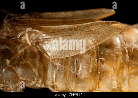 emperor dragonfly (Anax imperator), exuvia, Germany Stock Photo - Alamy