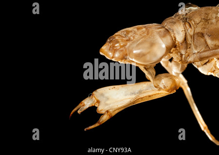 emperor dragonfly (Anax imperator), portrait of a larva with the ...