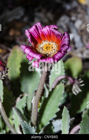 California red daisy Stock Photo - Alamy