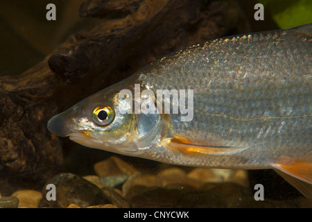 East European Bream, Baltic Vimba, Zarte (Vimba vimba), drawing Stock ...