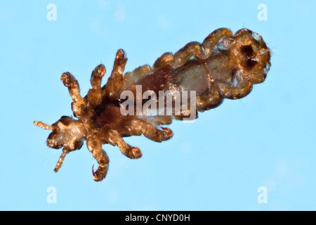 Human body louse (Pediculus humanus corporis), light micrograph. This ...