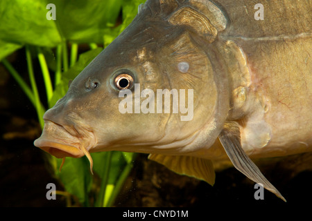 Carp fish head with open mouth Stock Photo: 77380446 - Alamy