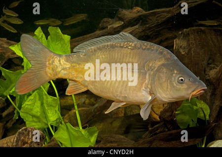 carp, common carp, European carp (Cyprinus carpio), mirror carp Stock ...