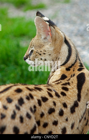 Serval cat (Felis serval), side view Stock Photo - Alamy