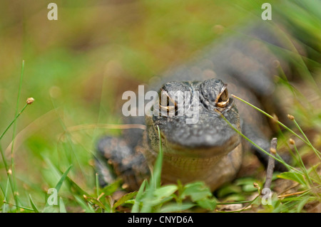 A closeup shot of a baby American alligator crawling on the rocks in ...