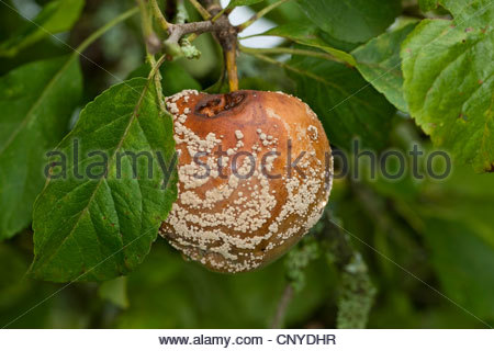 European Brown Rot (Monilia fructigena) on European Plum, Prune Stock ...
