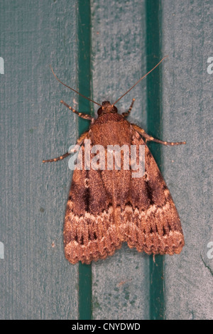 Copper Underwing, Humped Green Fruitworm, Pyramidal Green Fruitworm ...