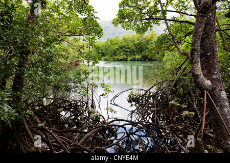 mangroves Daintree Nationalpark, Australia, Queensland, Daintree ...