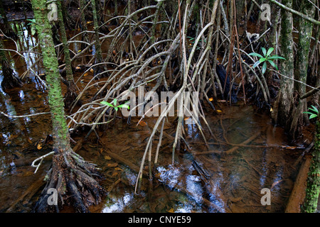 mangroves Daintree Nationalpark, Australia, Queensland, Daintree ...
