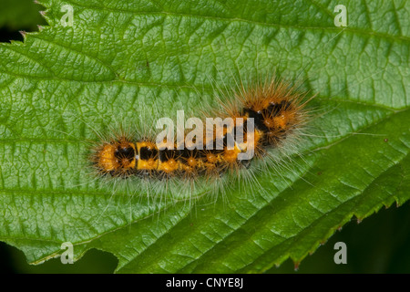 Scarce dagger moth larvae Stock Photo - Alamy