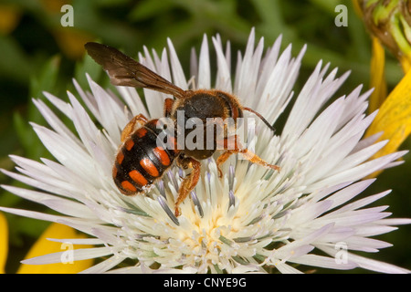 Small anthid bee, Wool carder (Rhodanthidium siculum, Anthidium siculum ...