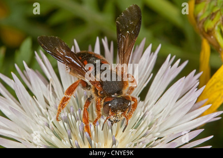 Small anthid bee, Wool carder (Rhodanthidium siculum, Anthidium siculum ...