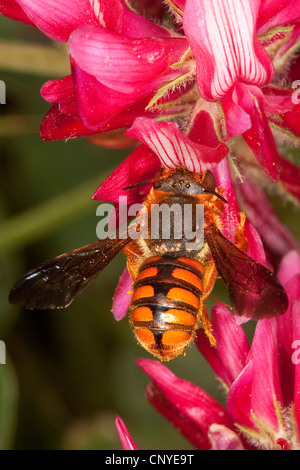 Small anthid bee, Wool carder (Rhodanthidium siculum, Anthidium siculum ...