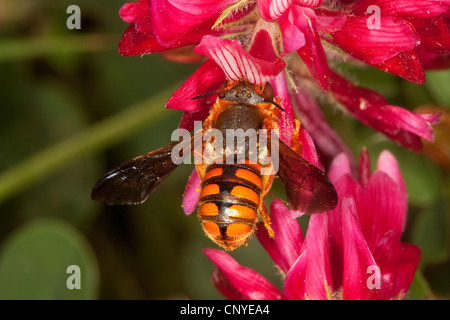 Small anthid bee, Wool carder (Rhodanthidium siculum, Anthidium siculum ...
