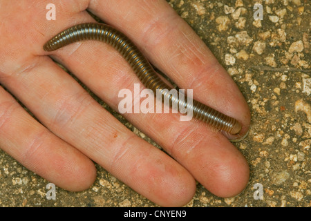 millipede, millepede, thousand-legger (Pachyiulus varius), lying on ...